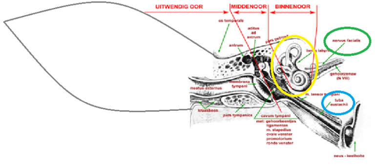 We kennen het beeld allemaal wel, een kalf met een hangoor | Eveal